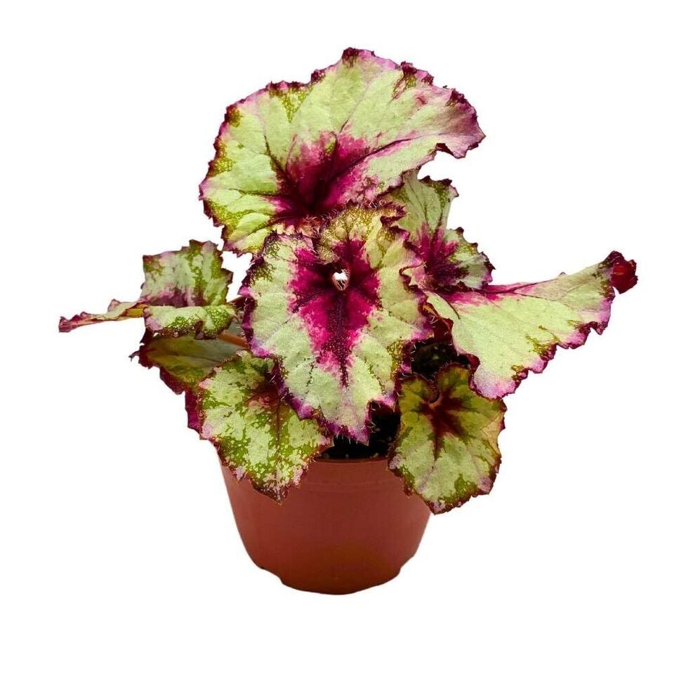 Harmony's Peppermint Twist Begonia Rex 4 inch Light Green and Pink ...