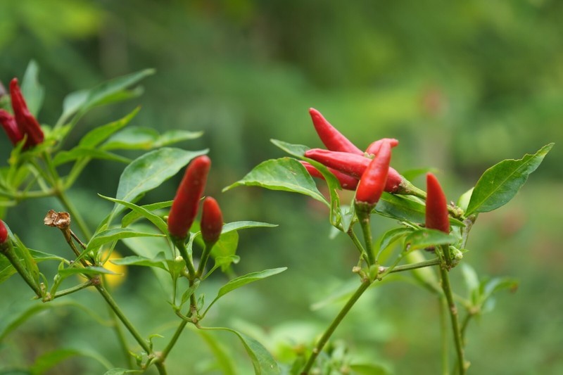 FMG 50 Red Kanthari Chilli Seeds Bird Eye Chilli Seeds Capsicum Annuum ...