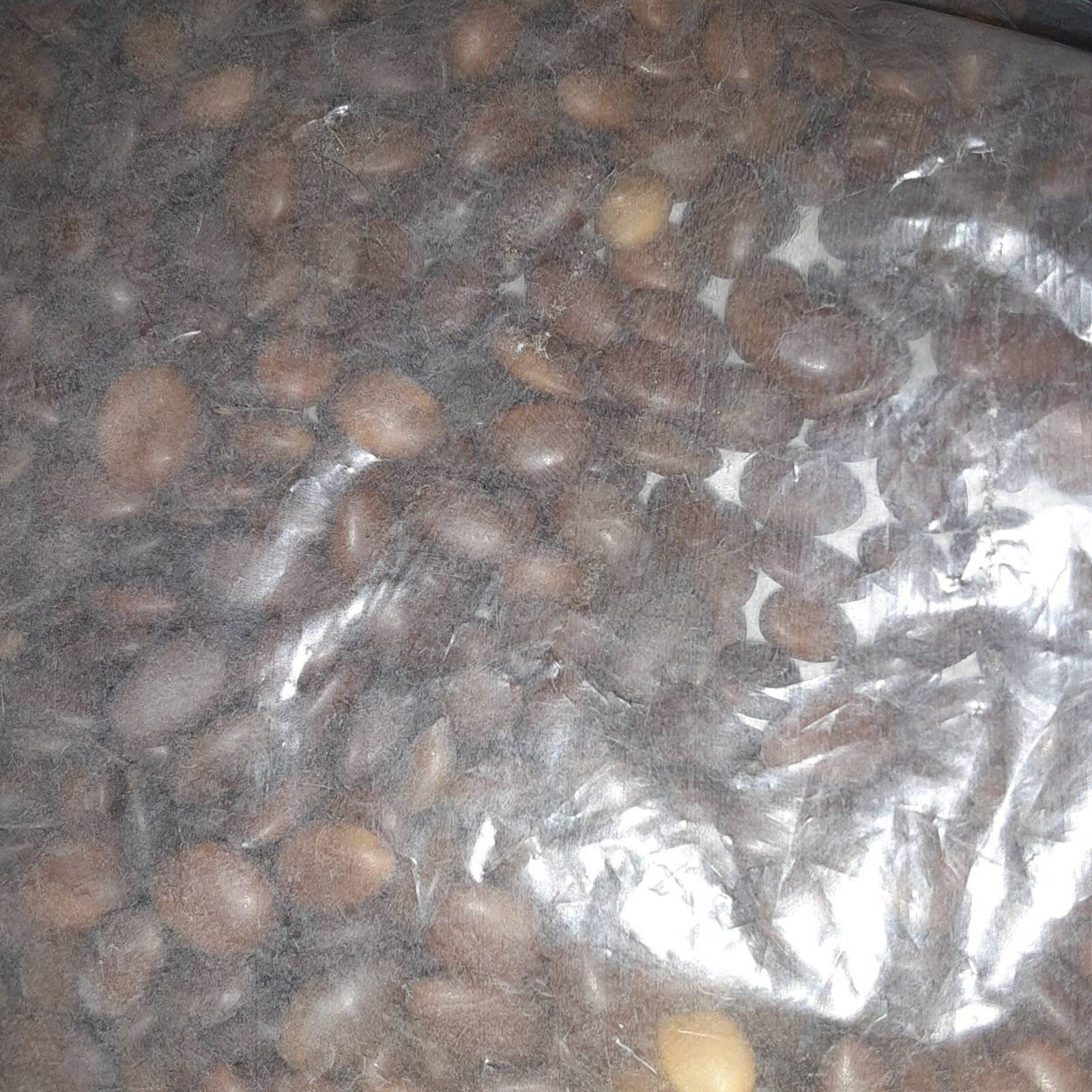 Caspian Locust Tree Seeds gleditsia caspica Fresh Seeds - Seeds & Bulbs