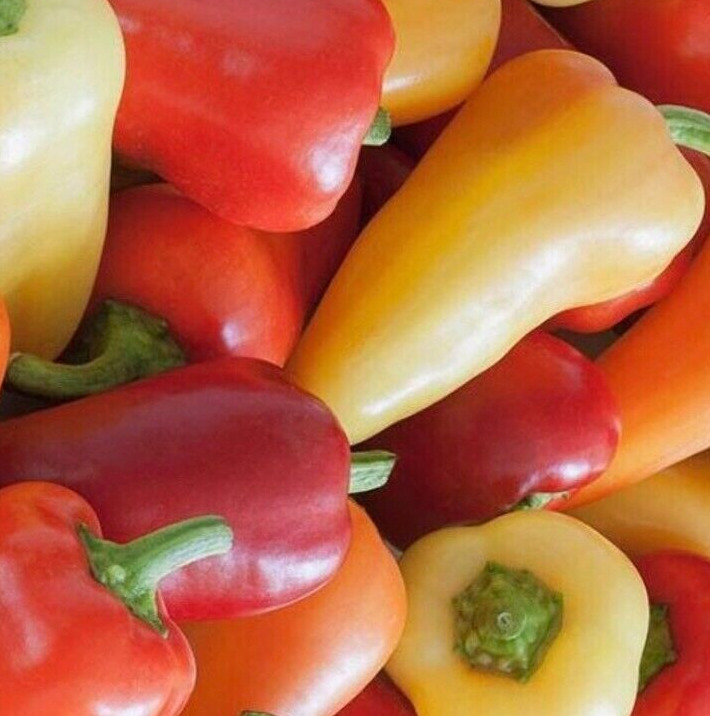 BStore Santa Fe Hot Pepper Seeds 45 Grande Vegetable Garden Hot Pepper ...