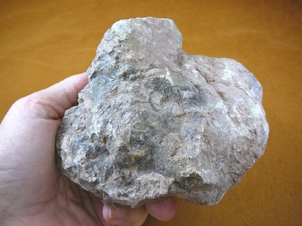 (DF843-126) 2 lb Fossil REAL DINOSAUR POOP Coprolite Dino fossils DUNG ...