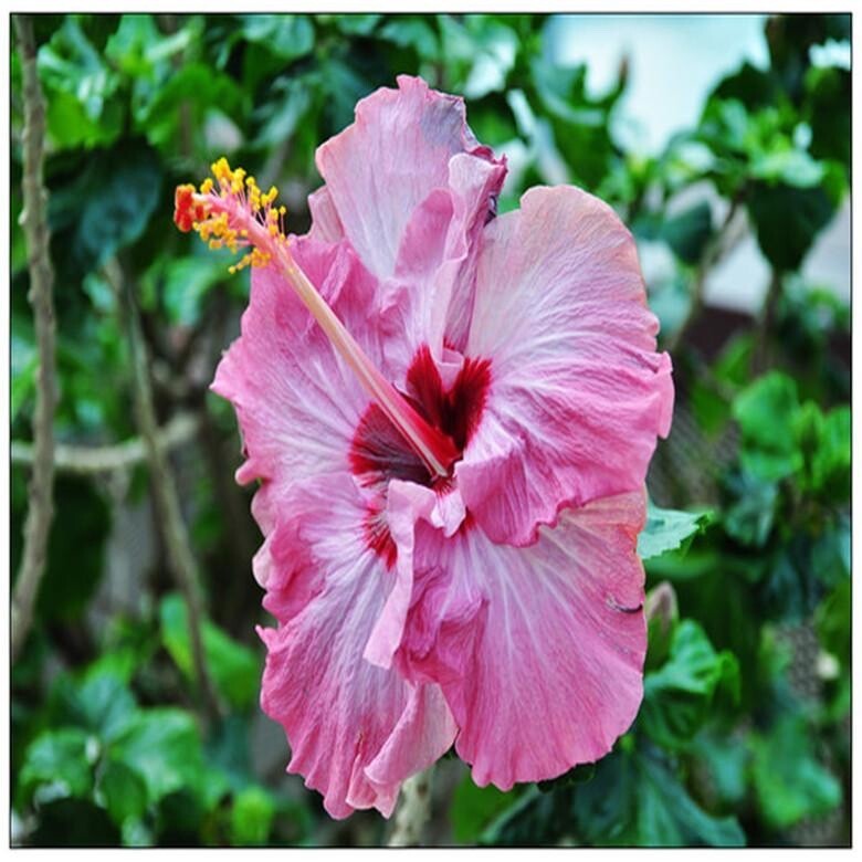 KKG 20 Seeds Fuchsia Pink Hibiscus Flower Exotic Garden House Plant ...