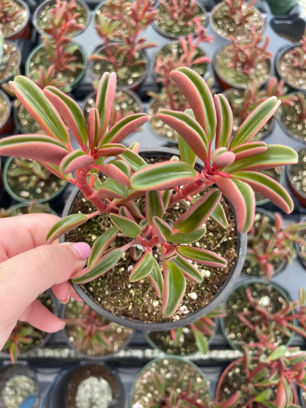 Red Taco Plant / Peperomia graveolens "Ruby Glow" / 3" Pot Ruby P ...