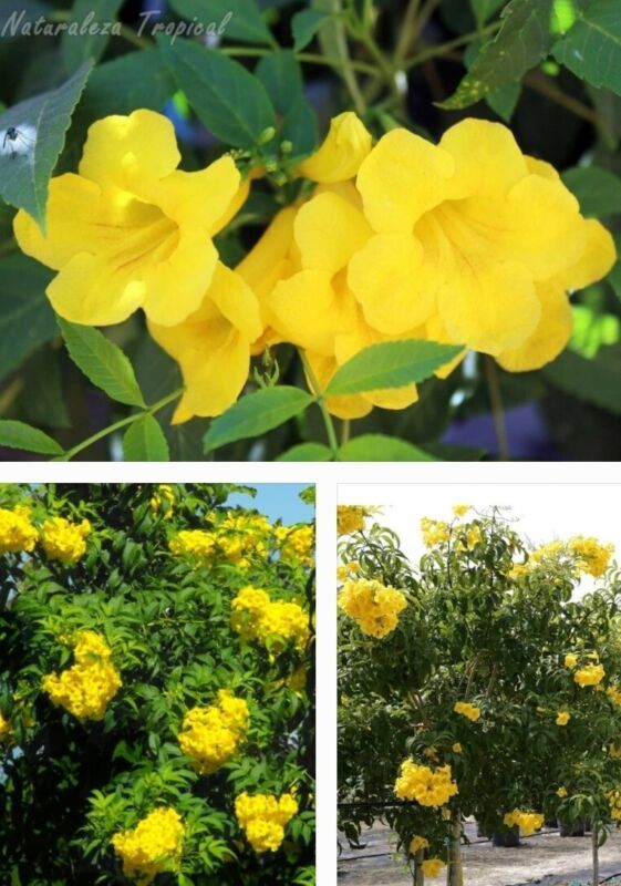 25 Yellow Trumpet Shrub Bush Tree Seeds Tecoma Stans Yellow Elder ...