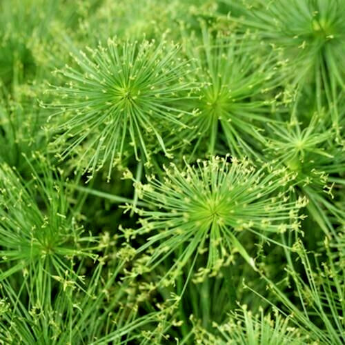 New Fresh Seeds 30 Queen Tut Dwarf Papyrus Grass Seeds Cyperus Prolifer ...