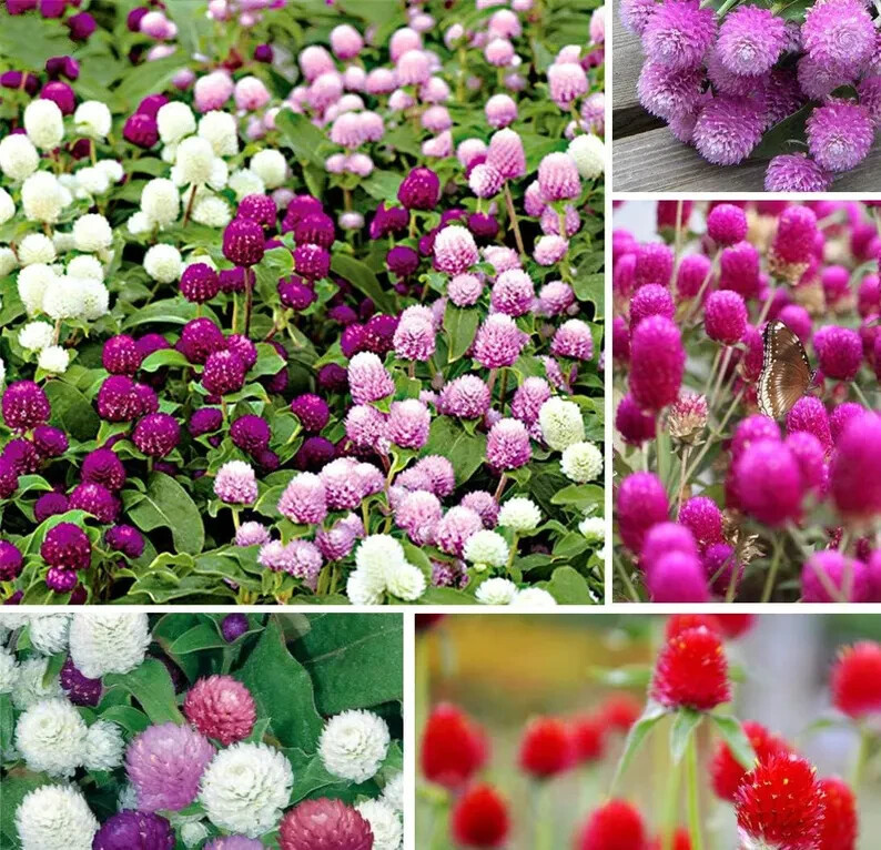 FMG 200 Globe Amaranth Gomphrena Mix Seeds Organic Seeds Fast Grow ...