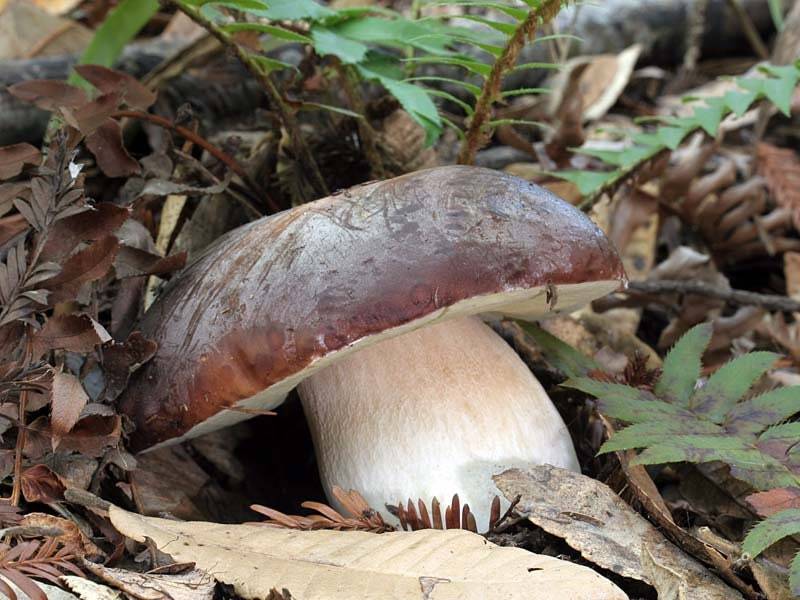 15 g Organic Mushroom Spawn Fungi Culture QUEEN BOLETE Mushroom Growing ...