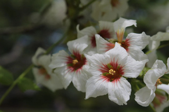 MBK Yellowhorn Fruiting Shrub Xanthoceras Sorbifolium N. 8 Seeds Bulk ...