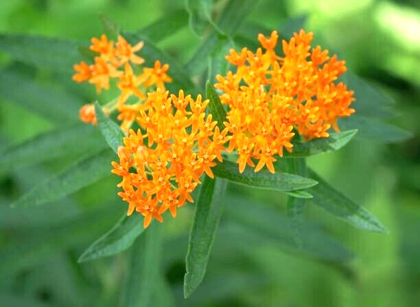 MX 50 Butterfly Weed Seeds Non GMO Heirloom Bulk Seed - Seeds & Bulbs