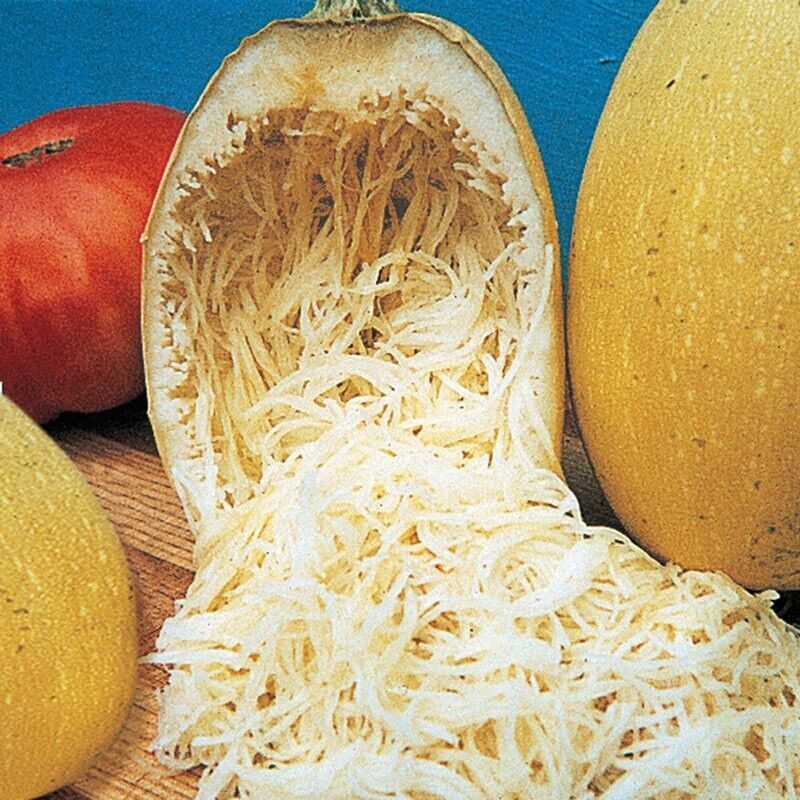 KKG 25 Spaghetti Squash Seeds Winter Heirloom Organic Non Gmo Easy Grow ...