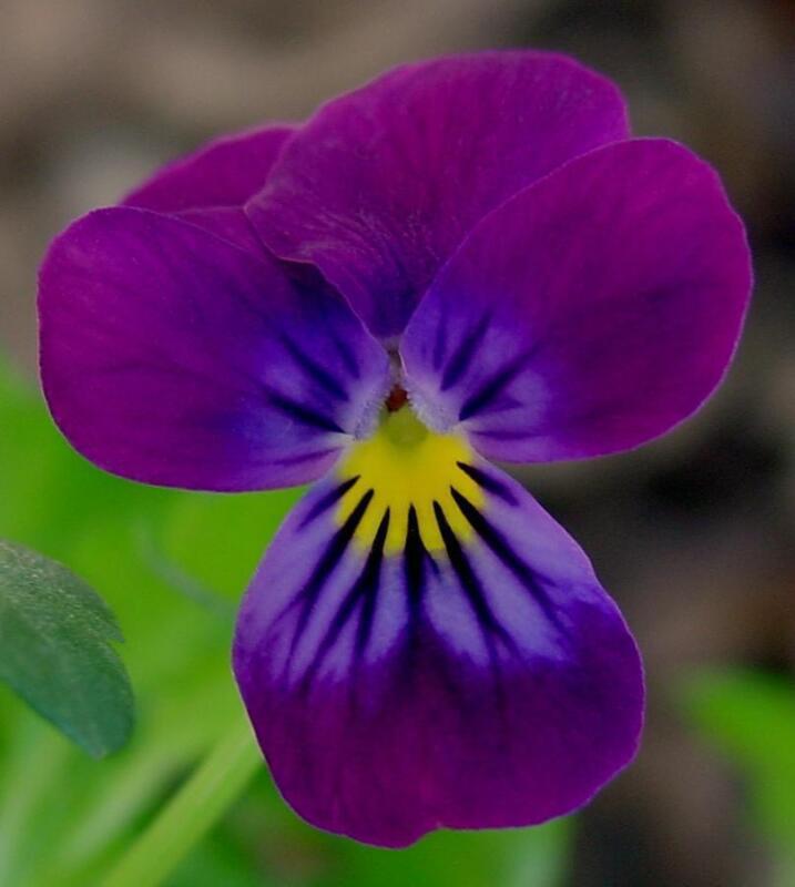 HS 35+ Viola Cornuta King Henry Purple Flower Seeds / Shade Perennial ...