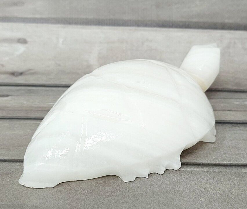 Onyx White Turtle 5" Statue Paperweight Figurine Snapping Horned Stone ...