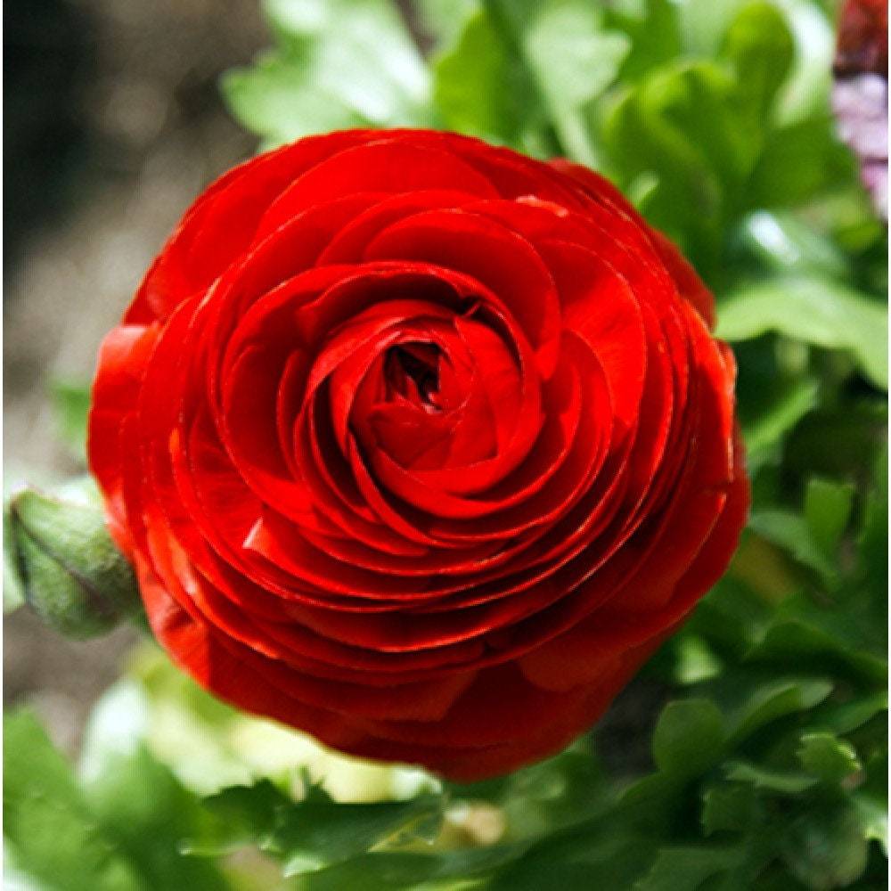 Ranunculus Aviv Red color, Persian rose cherry red blooms, Asian ...