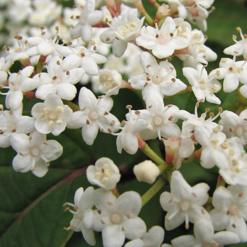 Viburnum Setigerum Tea Viburnum Vibrant Fall Foliage Fragrant Heirloom ...
