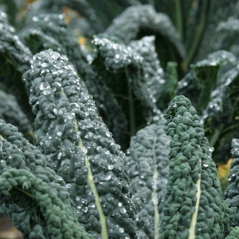 MBK Dinosaur Kale Seeds Organic Lacinato 1 Gram 250 Seeds Bulk Seeds ...