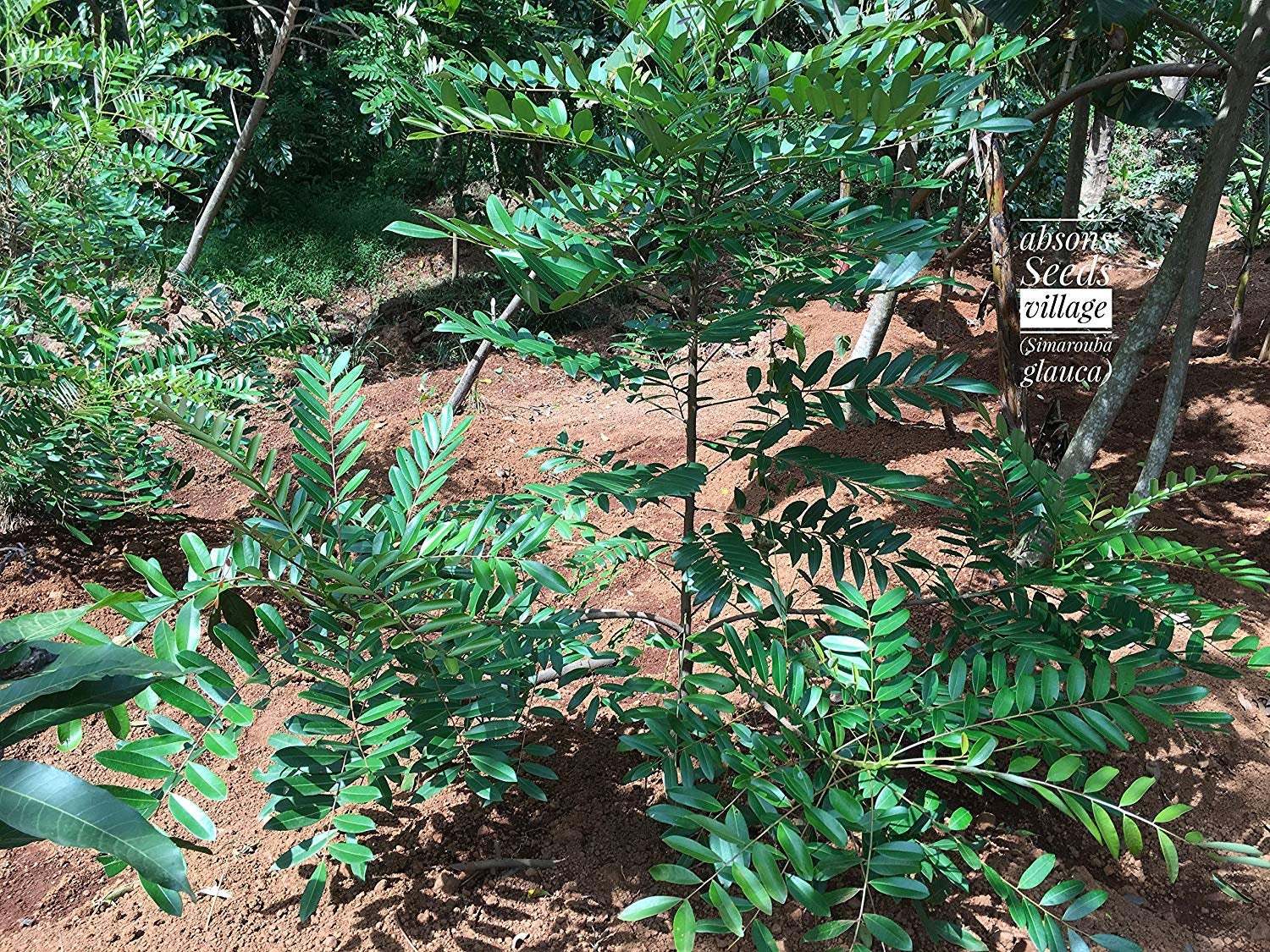 Paradise Tree (Miracle Tree/Lakshmi Taru) 30 and 50 similar items