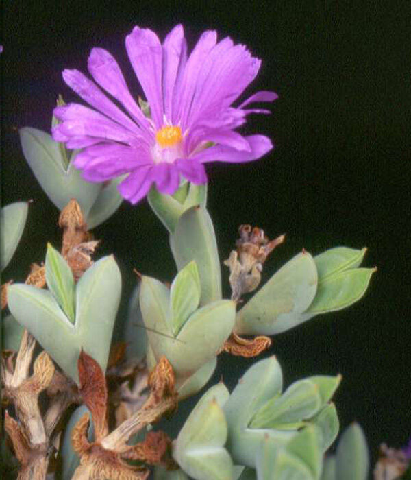Braunsia Apiculata rare mesembryanthemum exotic succulent mesembs seed ...
