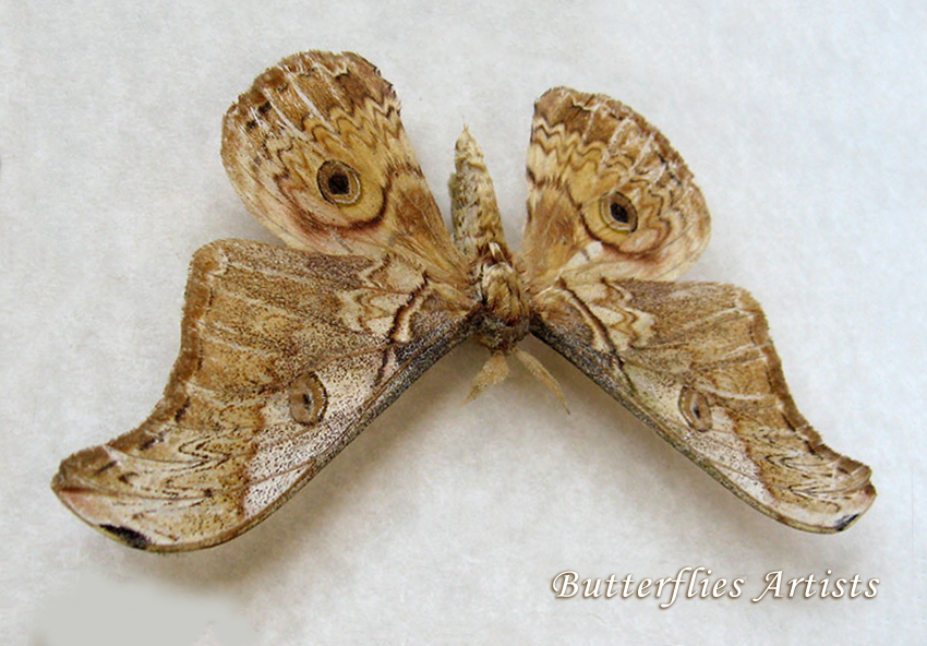 Saturnia Rinaca Thibeta Real Silkworm Emperor Moth Framed Entomology ...