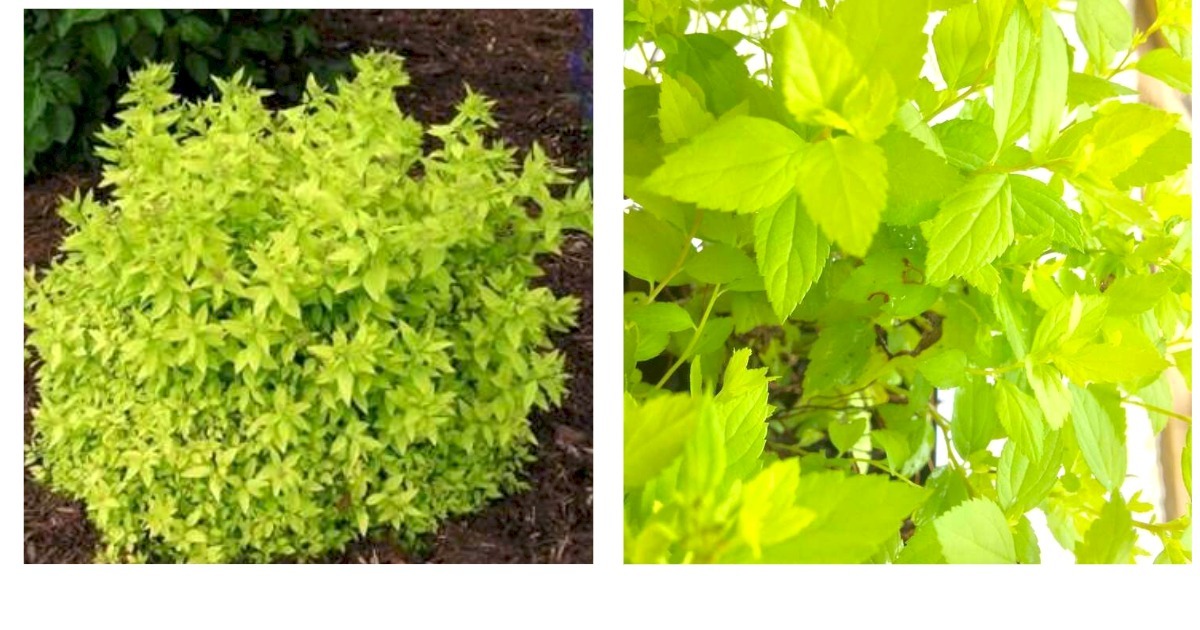 Live Potted Plants - 2 Dwarf (Mini) Gold Mound Spirea Shrubs/Bushes ...