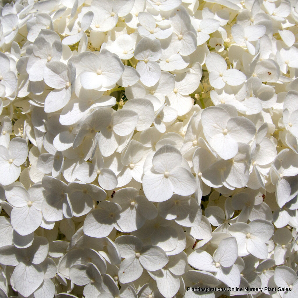 50 Seeds NATIVE HYDRANGEA Arboescens Smooth Wild Sevenbark Flower Bush ...