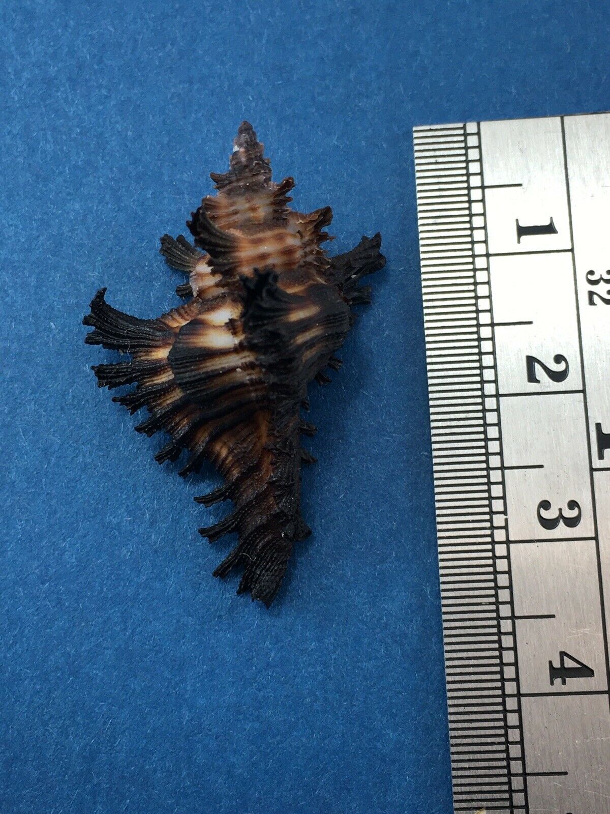 #13 32.2mm Chicoreus Brunneus Dived 20m Palawan Philippines Muricidae - Murex