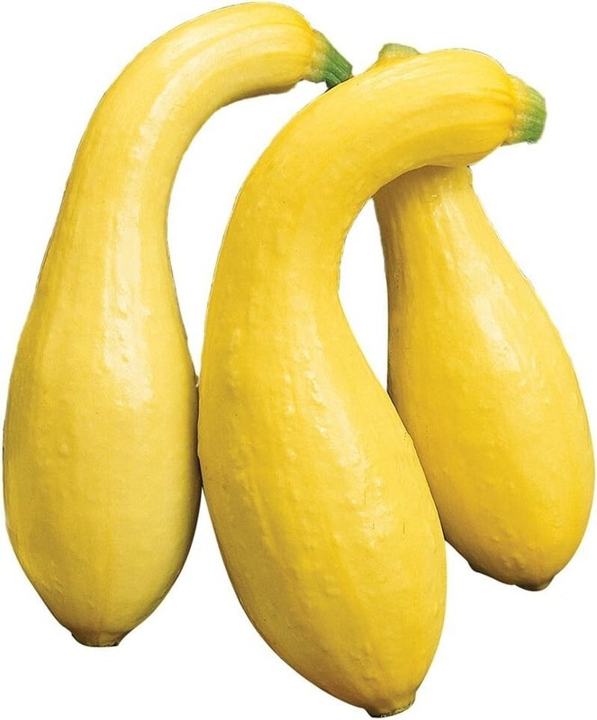 SMX Early Summer Crookneck Squash 25 Seeds Yellow Vegetable Indoor ...