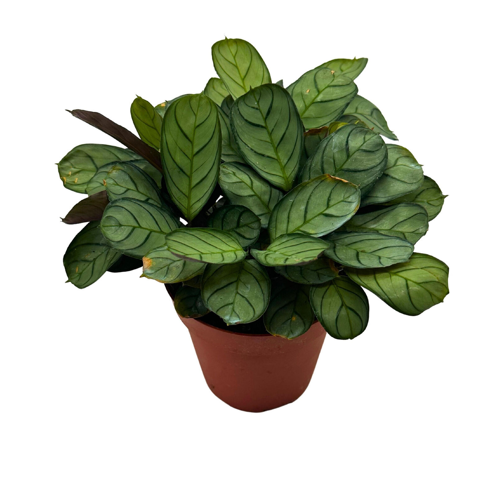 Calathea Burle Marxii, 4 inch, Fishbone Prayer Plant Ctenanthe - Plants ...