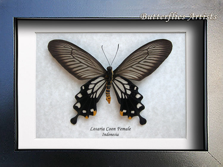 Real Clubtails Butterfly Losaria Coon Female Framed Entomology ...