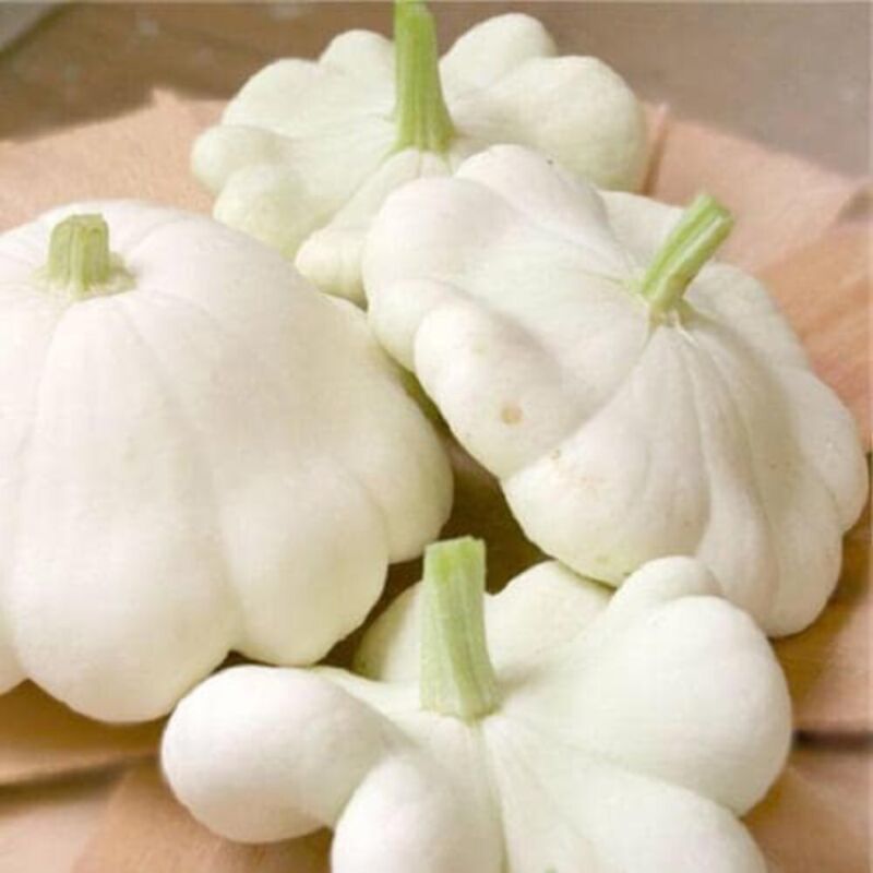 BStore 45 Seeds White Bush Scallop Squash (Patty Pan/Paty Pan/Squanter ...