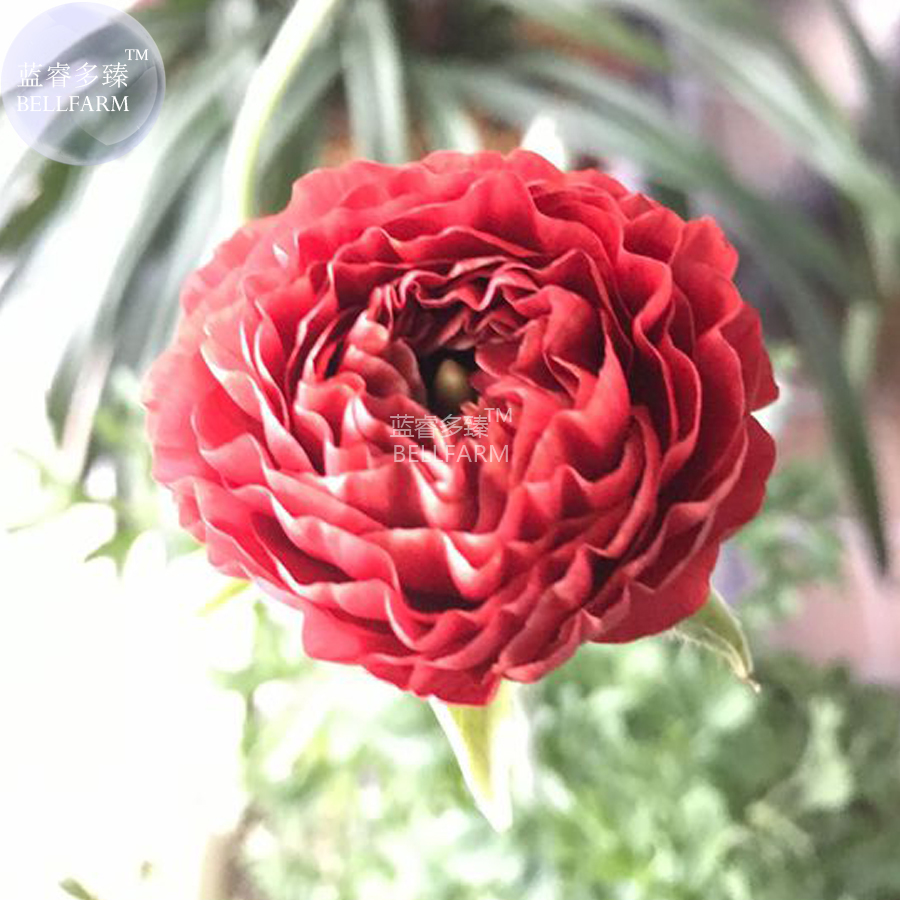 Ranunculus Asiaticus Dark Red Blooms Flower Seeds 20 Seeds Persian ...