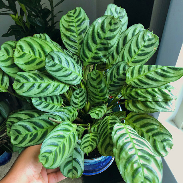Calathea Burle Marx 6 Inch Pot Live Fishbone Prayer Plant Ctenanthe ...