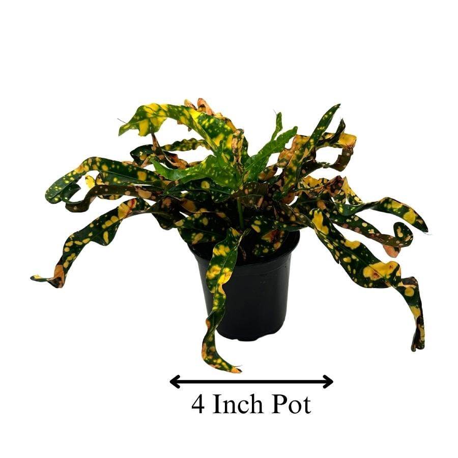 Twisted Variegated Croton Mammy, 4 inch, Very Rare Codiaeum variegatum ...