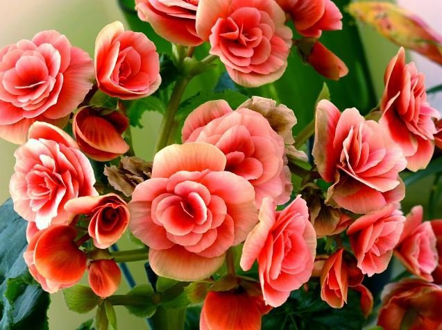 200 Seeds Colorful Begonia Bonsai, Mixed Color Rieger Begonias Flower ...
