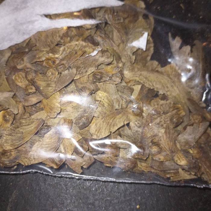 Suminagashi Japanese Maple Tree Seeds Acer Palmatum Suminagashi Fresh ...