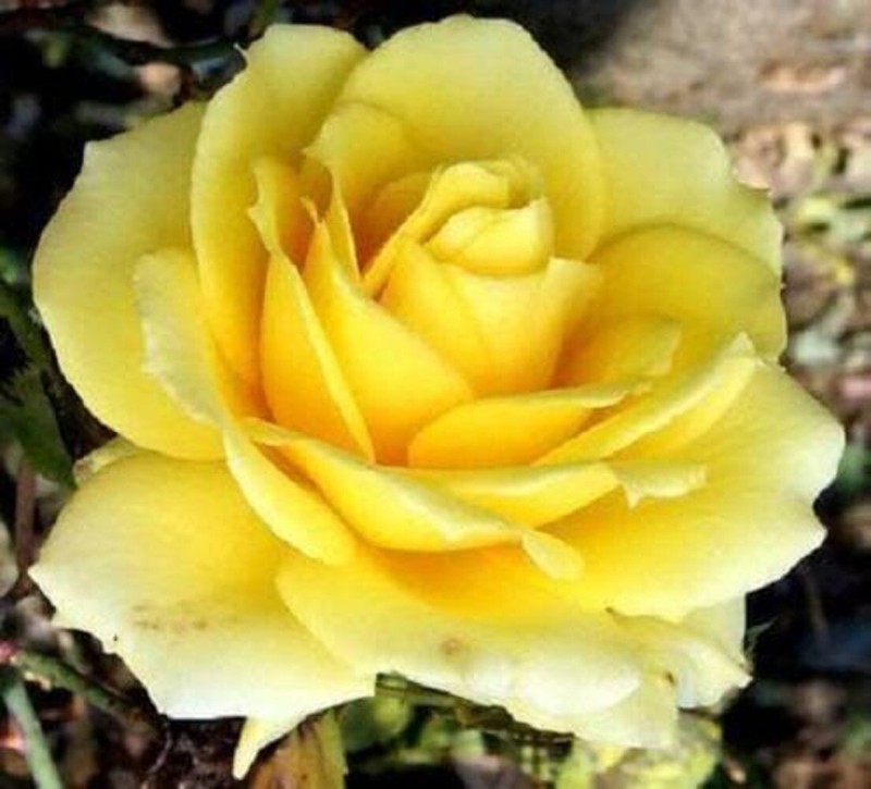 SRN 5 Yellow Rose Rosa Bush Shrub Perennial Flower Seeds Garden - Seeds ...