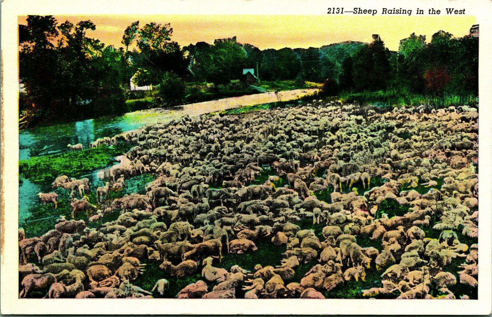 Sheep Raising In the West Herd of Sheep Lambs UNP Linen Postcard - Non ...