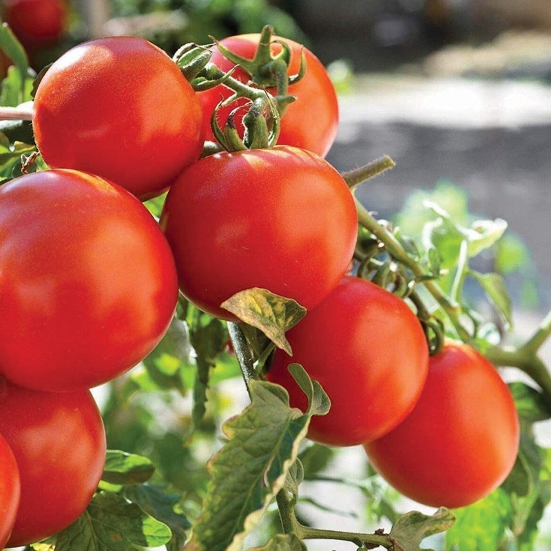 BS Marglobe Tomato Seeds Non-Gmo 50 Seeds Fast Grow - Seeds & Bulbs