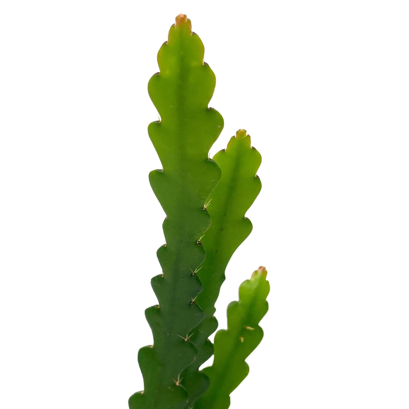 Fish bone Climbing Ric Rac Cactus, 4 inch, weberocereus imitans ...