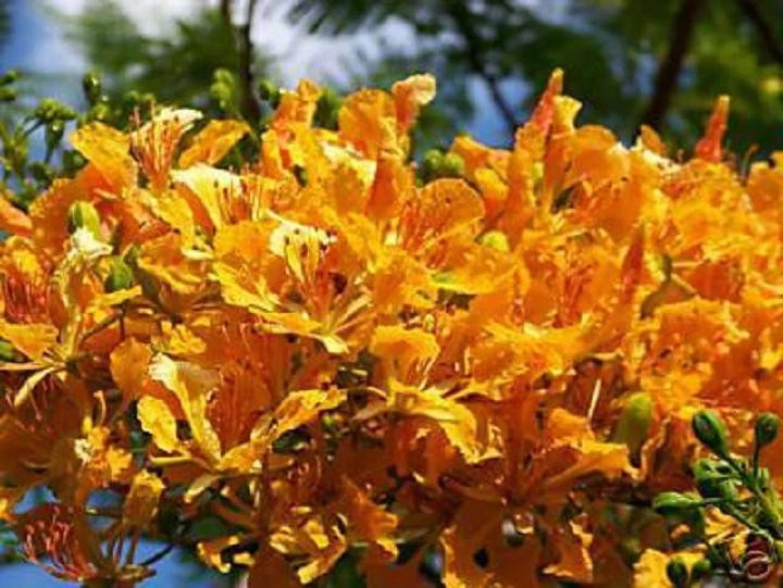DELONIX REGIA YELLOW FLAMBOYAN ROYAL POINCIANARARE BONSAI TREE SEED 20 ...