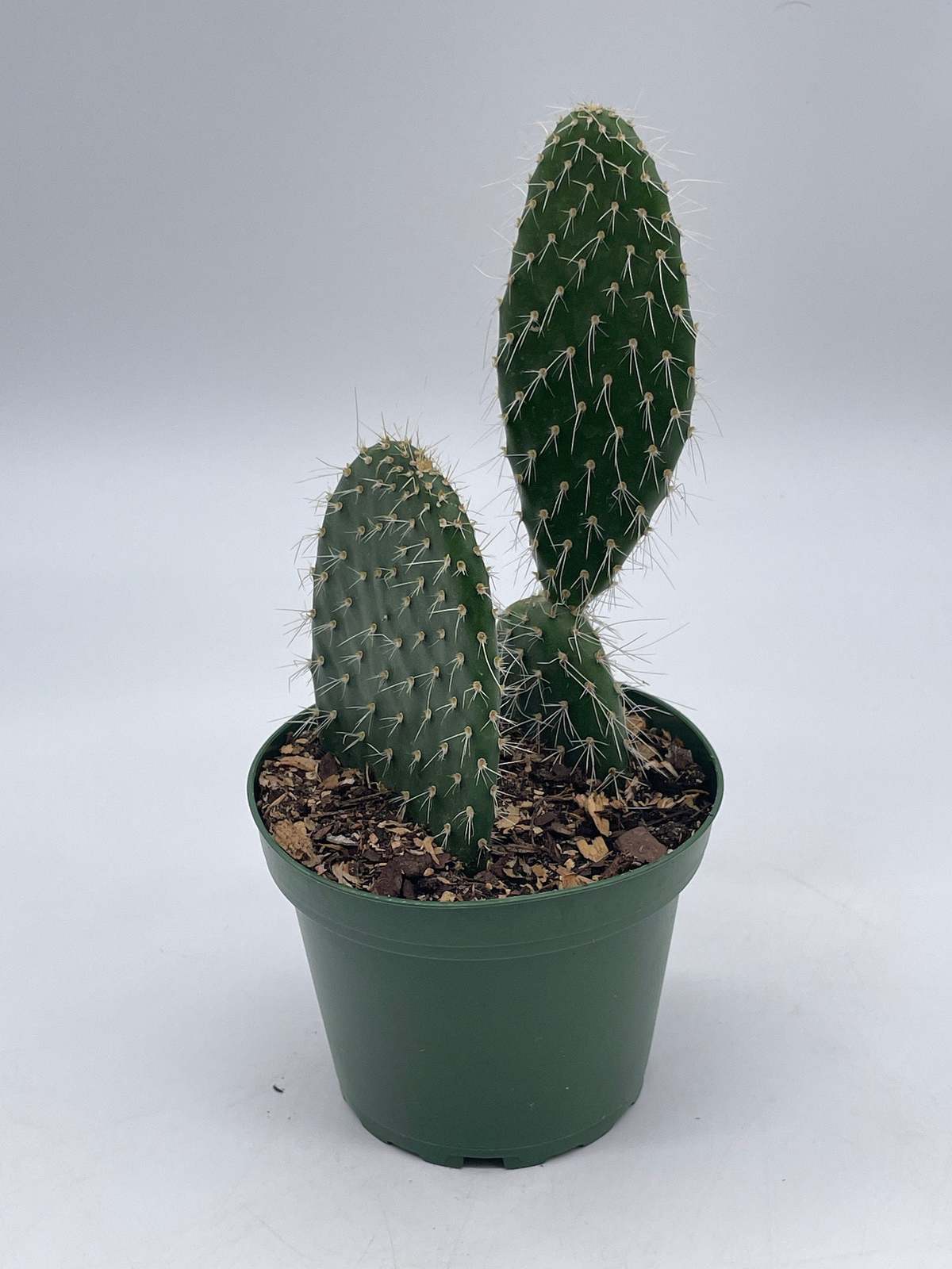 Aaron's-beard prickley pear, Opuntia leucotricha, Rare Cactus, 4 inch ...