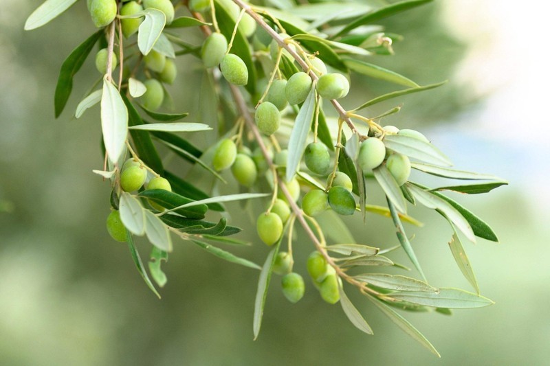15 European Olive Tree Olea Europaea Edible Common Green Black Heirloom ...