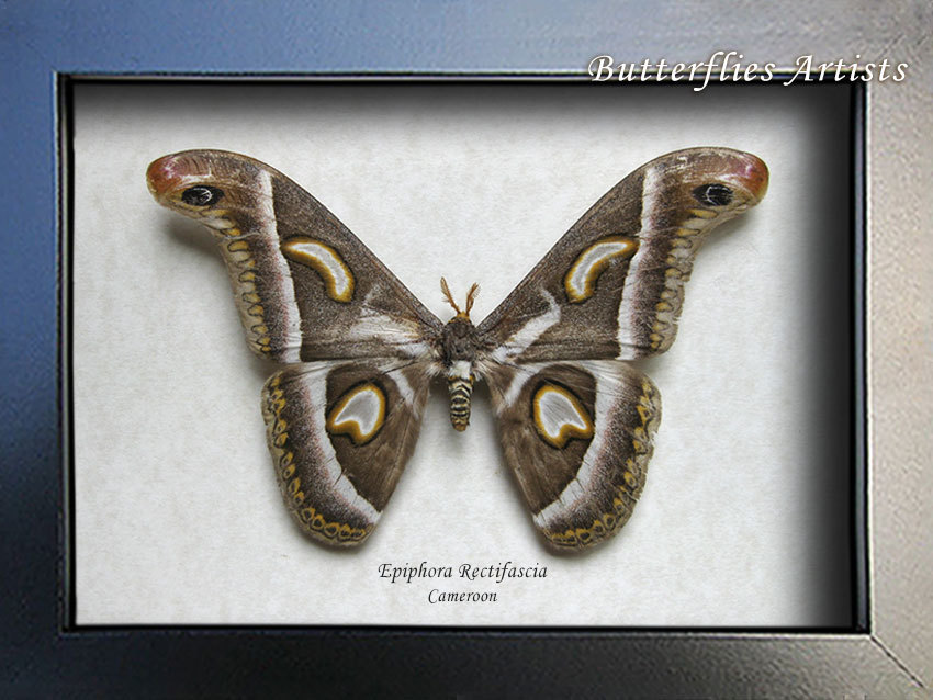 Marvelous Silk Moth Epiphora Rectifascia Rare Saturn Framed Entomology ...