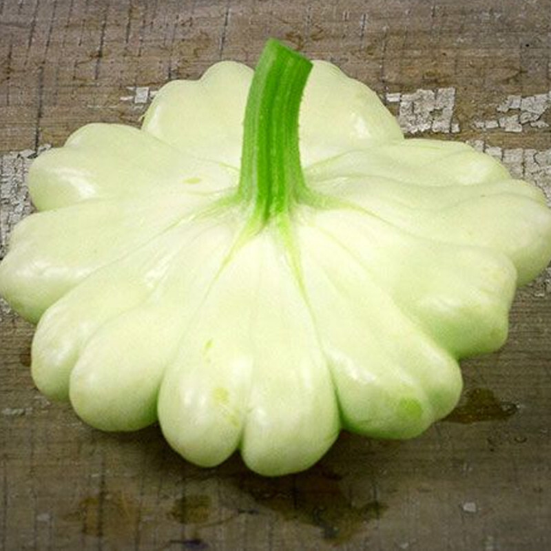PSA Bennings Green Tint Scallop Squash Summer Cucurbita Pepo Fast ...