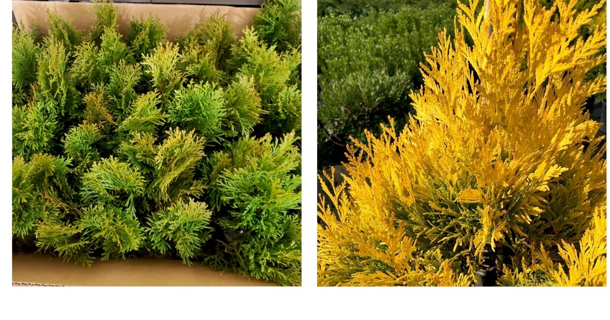 Live Plant, Golden Thuja Arborvitae Shrub/Tree - 8-14" Tall Seedling ...