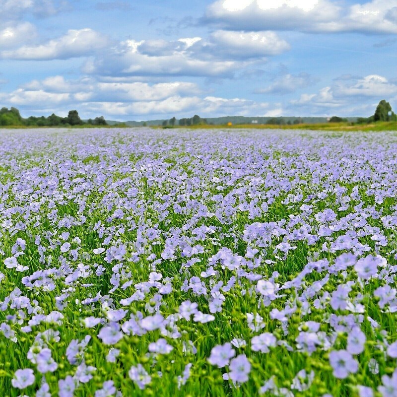 KKG 1001 Blue Flax Seeds Native Wildperennial Cold Drought Summer ...
