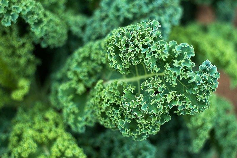 FMG Dwarf Blue Curled Scotch Kale Seeds Blue Vates Fast Growing - Seeds ...