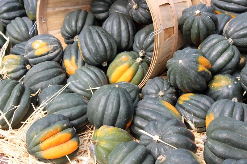 MX 50 Table Queen Acorn Squash Winter Cucurbita Pepo Vegetable Seeds ...