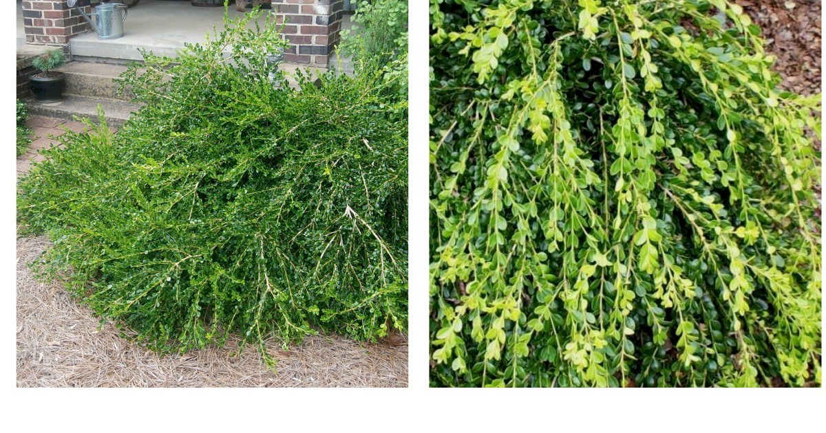 Live Plant - Unraveled Weeping Boxwood ( Buxus ) - Trade Gallon Pot ...