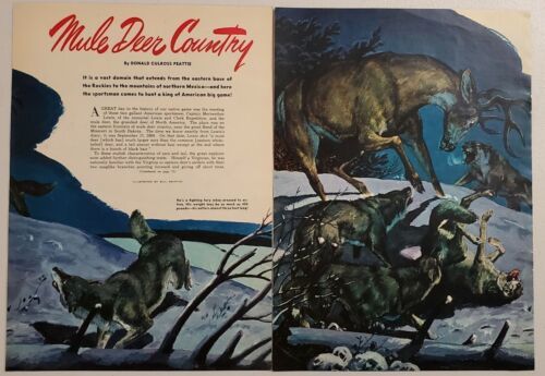 1951 Magazine Picture Mule Deer Buck Fights Wolves Illustrated by Bill ...