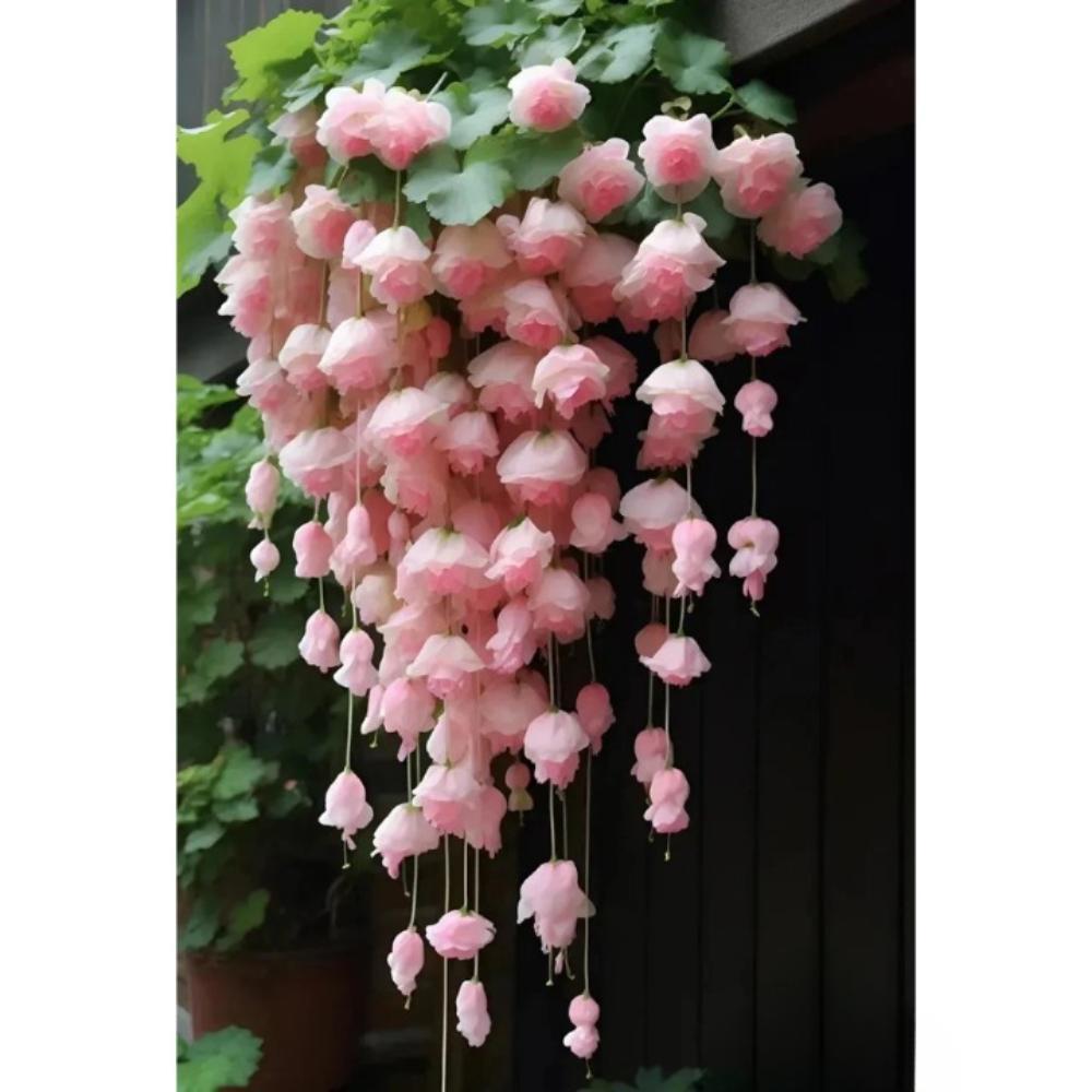 25+ Light Pink Weeping Begonia Seeds – Hanging Basket Flower Plant ...